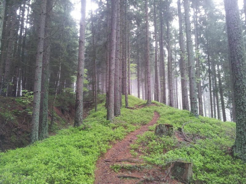 Pěší turistika Na Stuhleck po 5. cestě ze Spitalu am Semmering ...